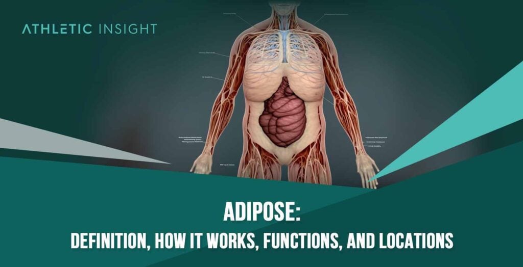 Adipose Definition How It Works Functions And Locations Athletic Insight