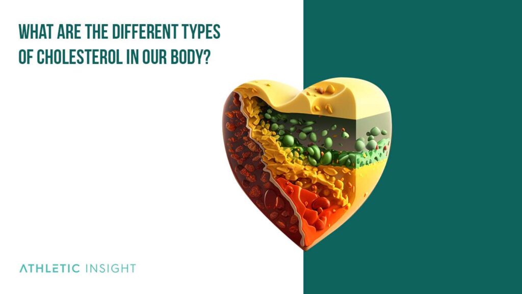Cholesterol: Definition, Benefits, and Risks - Athletic Insight
