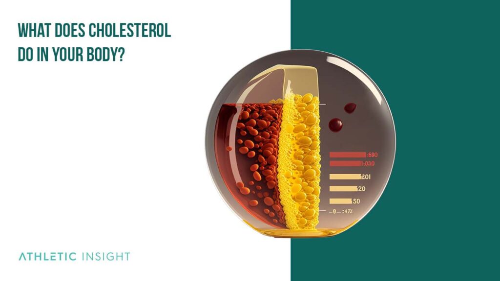 Cholesterol: Definition, Benefits, and Risks - Athletic Insight