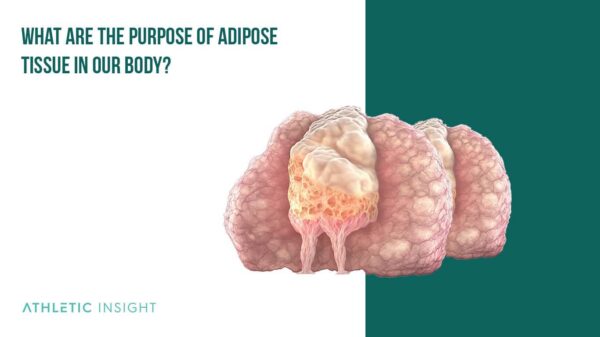 Adipose: Definition, How it Works, Functions, and Locations - Athletic ...