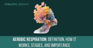 Aerobic Respiration: Definition, How it Works, Stages, and Importance ...