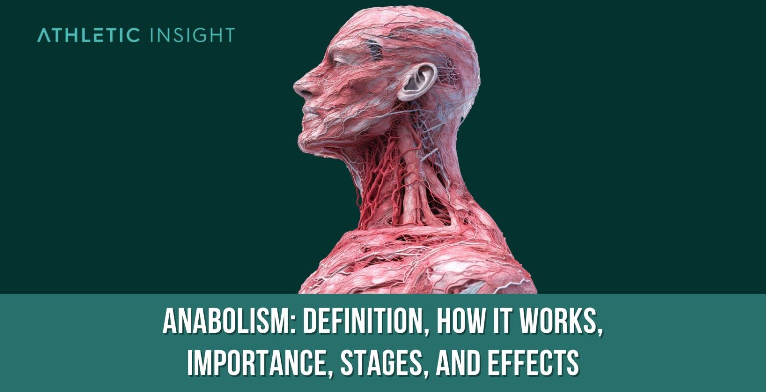 Anabolism: Definition, How it Works, Importance, Stages, and Effects ...