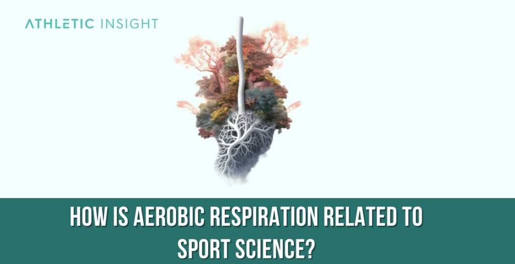 Aerobic Respiration: Definition, How it Works, Stages, and Importance ...