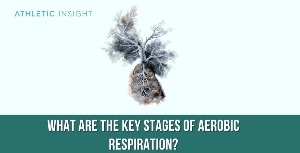 Aerobic Respiration: Definition, How it Works, Stages, and Importance ...