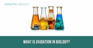 Oxidation: Definition, How It Works, Process and Examples - Athletic ...