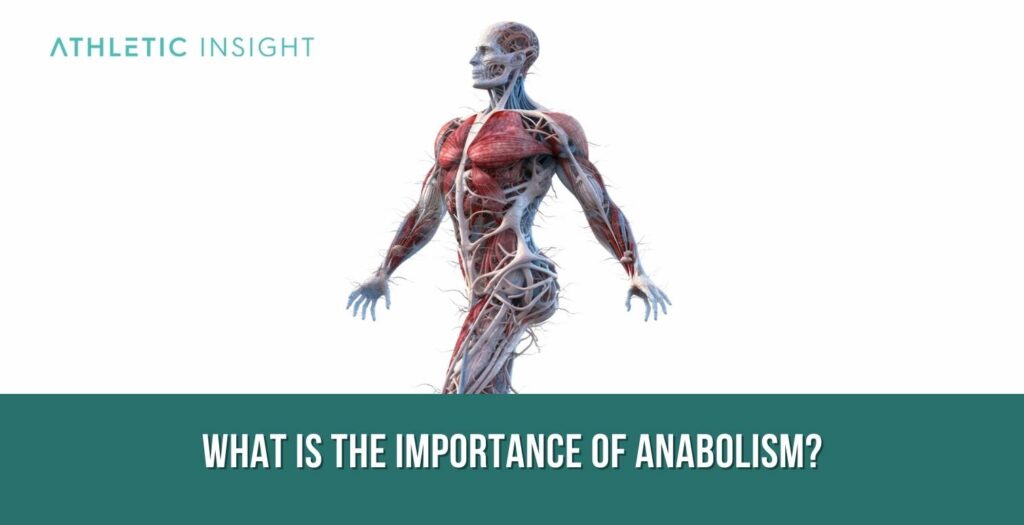 Anabolism: Definition, How it Works, Importance, Stages, and Effects ...