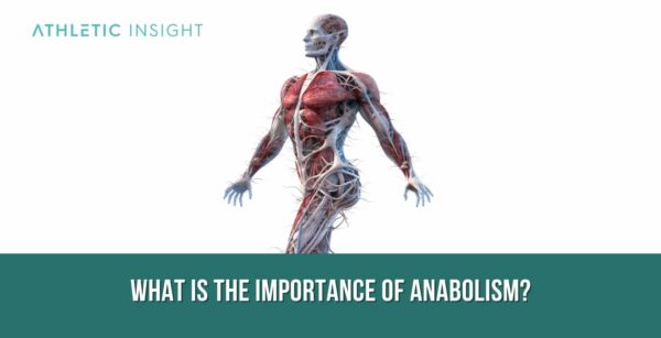 Anabolism: Definition, How it Works, Importance, Stages, and Effects ...