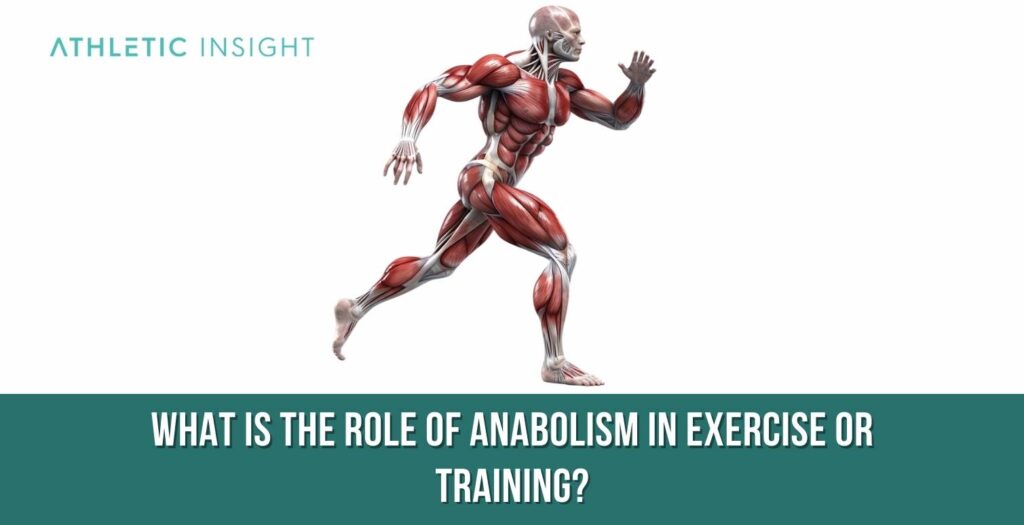 Anabolism: Definition, How it Works, Importance, Stages, and Effects ...