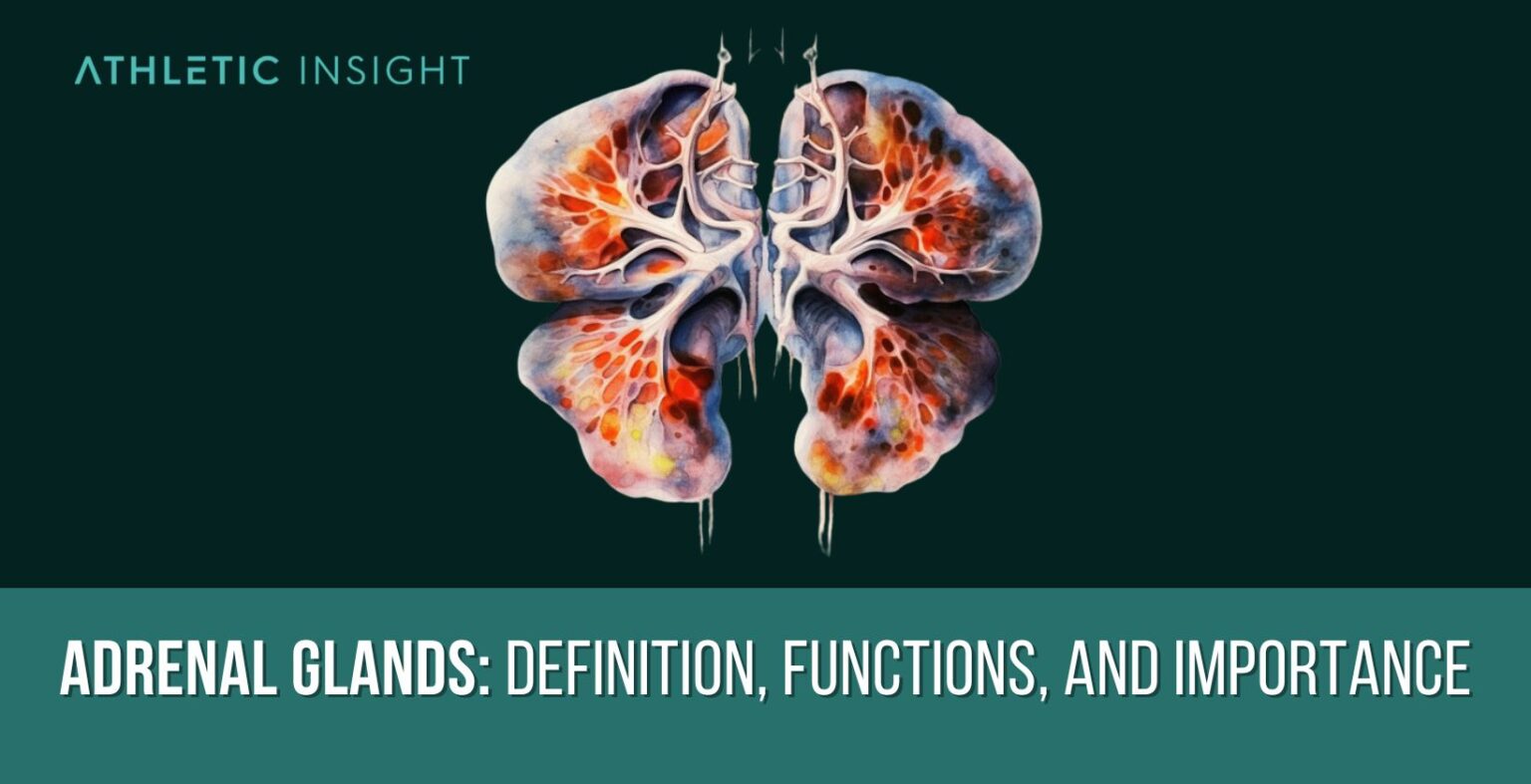 Adrenal Glands: Definition, Functions, and Importance - Athletic Insight