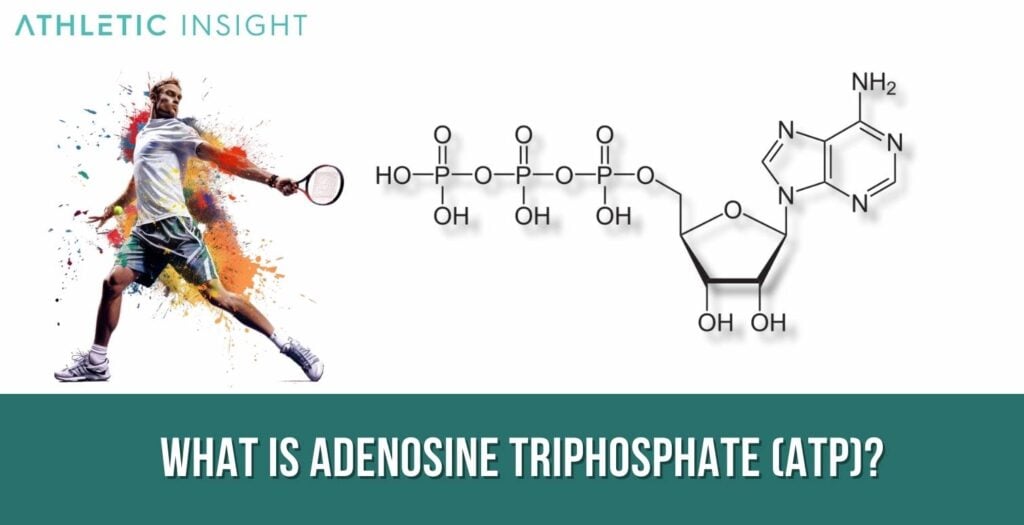 Adenosine Triphosphate Atp Definition How It Works And Importance