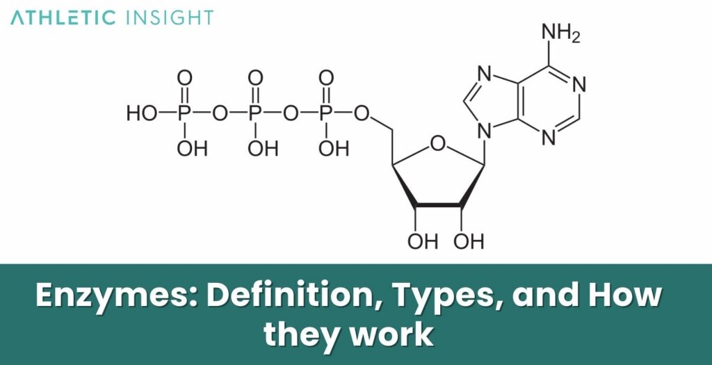 Enzymes: Definition, Types, and How they work - Athletic Insight
