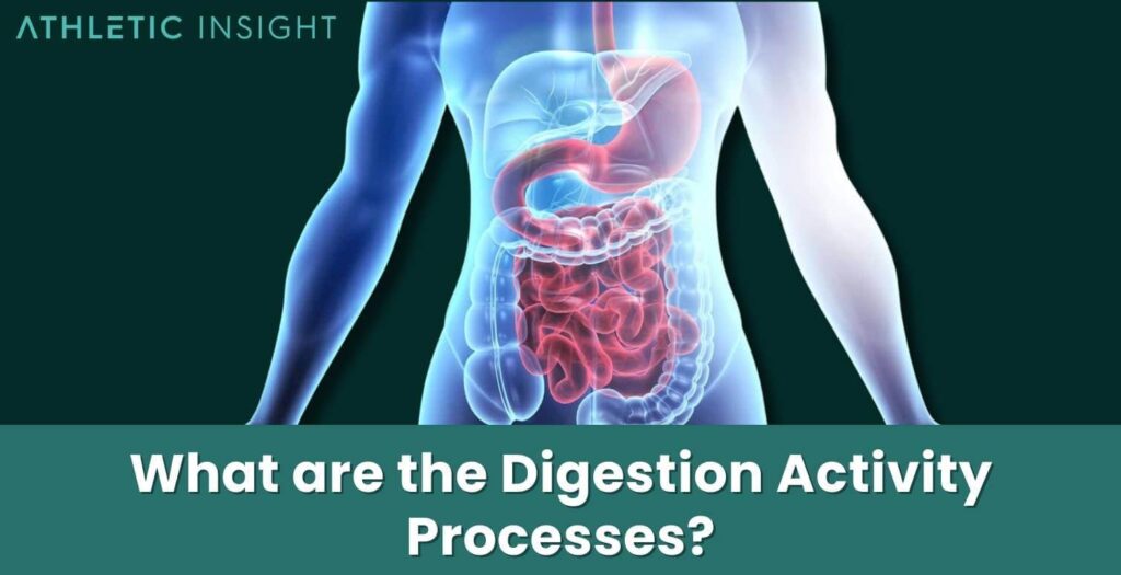 Digestion: What is it, Parts, Process, and Benefits - Athletic Insight