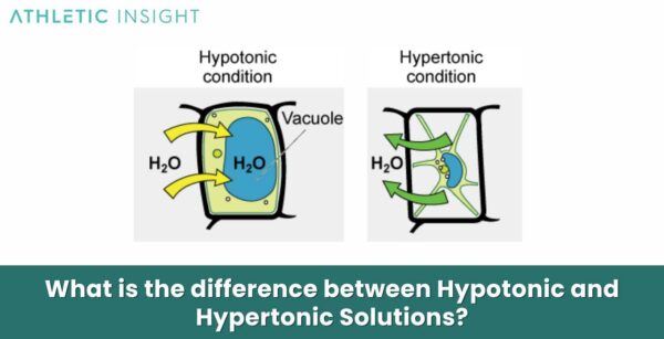 Hypotonic Solution: Definition, Effect, and Examples - Athletic Insight