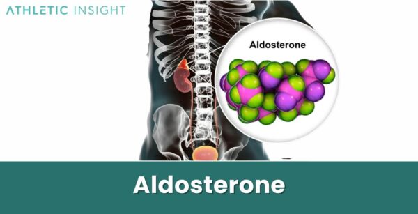 Aldosterone: A Comprehensive Look at Its Definition, Function, and ...