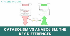 Catabolism vs Anabolism: The Key Differences - Athletic Insight