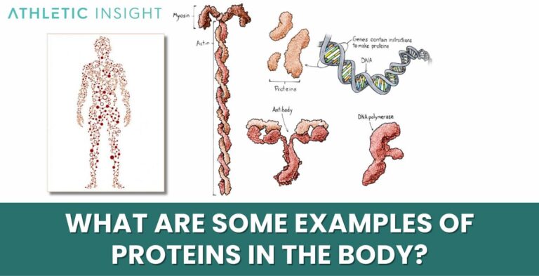 Proteins: Definition, Importance, How it Works, Benefits, and Risks - Athletic Insight